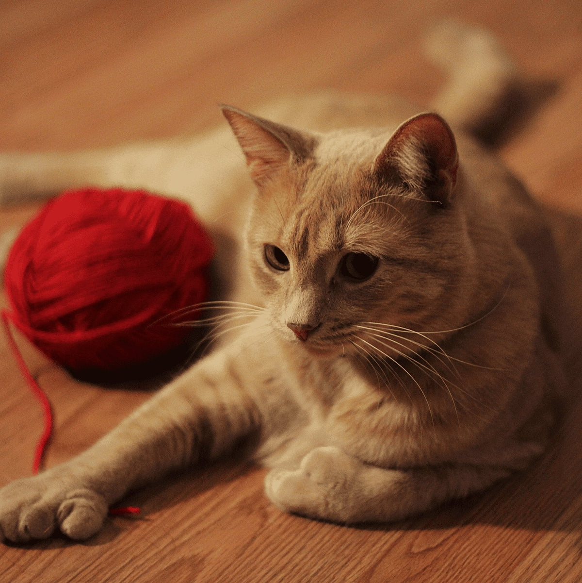 Why Your Cats Are After Your Yarn, and How To Protect It | Darn Good Yarn
